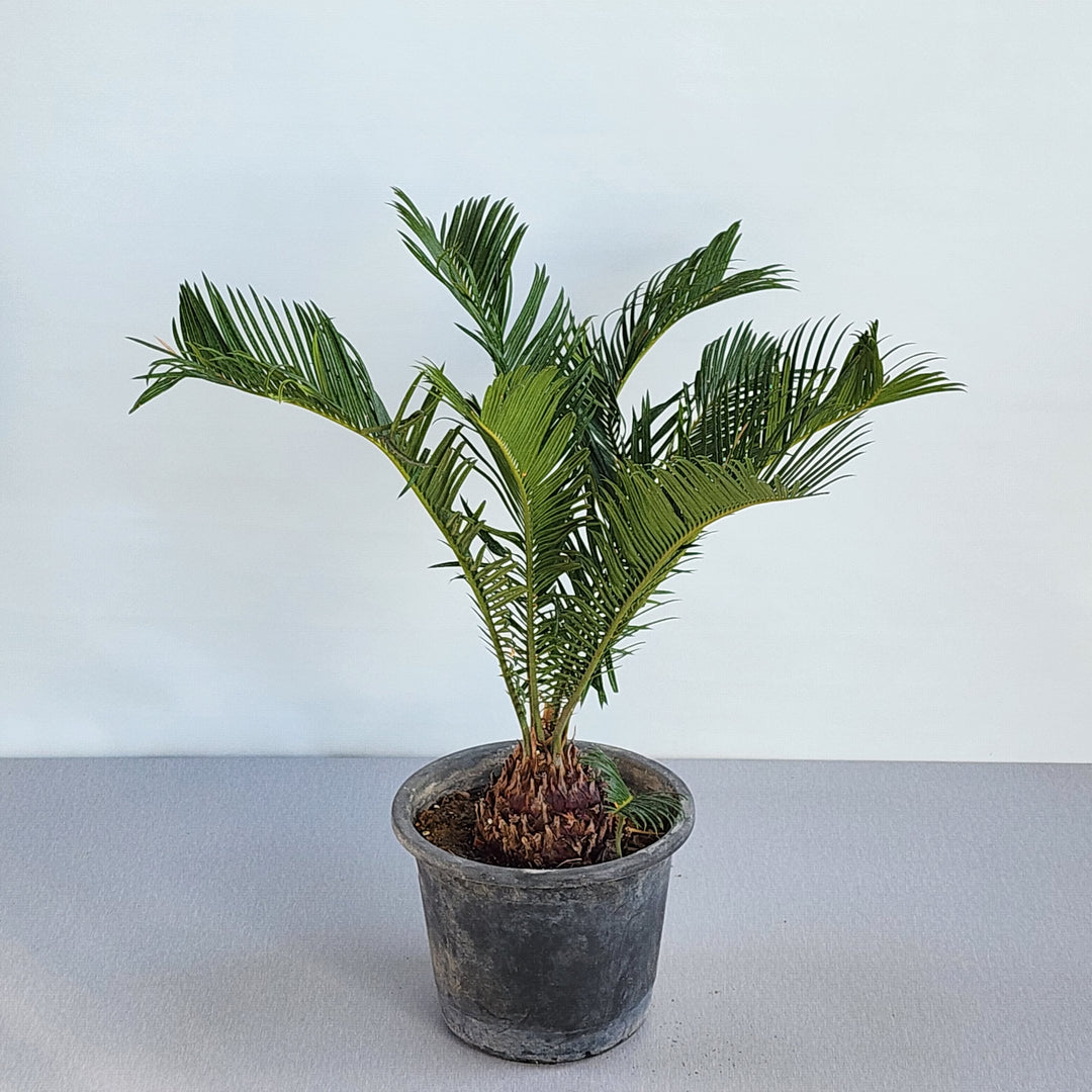 Cycas revoluta (King Sago) سيكاس – Seedlink