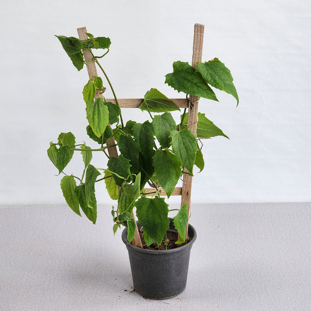 Thunbergia grandiflora – Seedlink